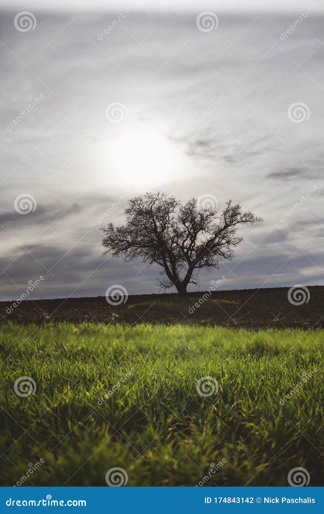 One Tree on a Field without Leaves Stock Photo - Image of mountain ...