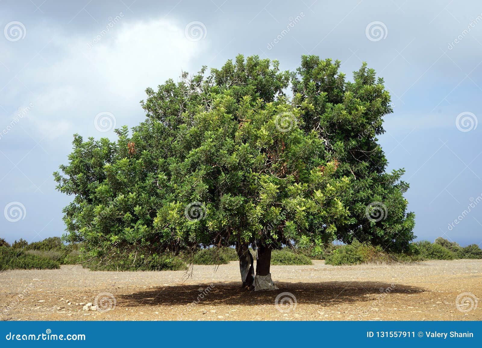 One tree on the field stock image. Image of field, leaves - 131557911