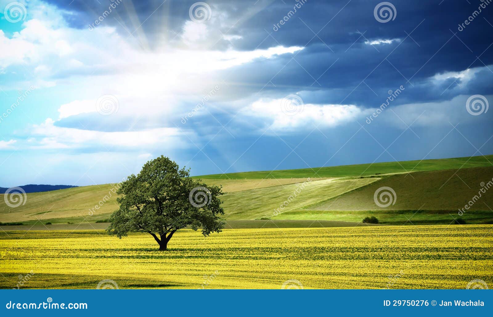Sunny panorama of nature stock photo. Image of green - 29750276