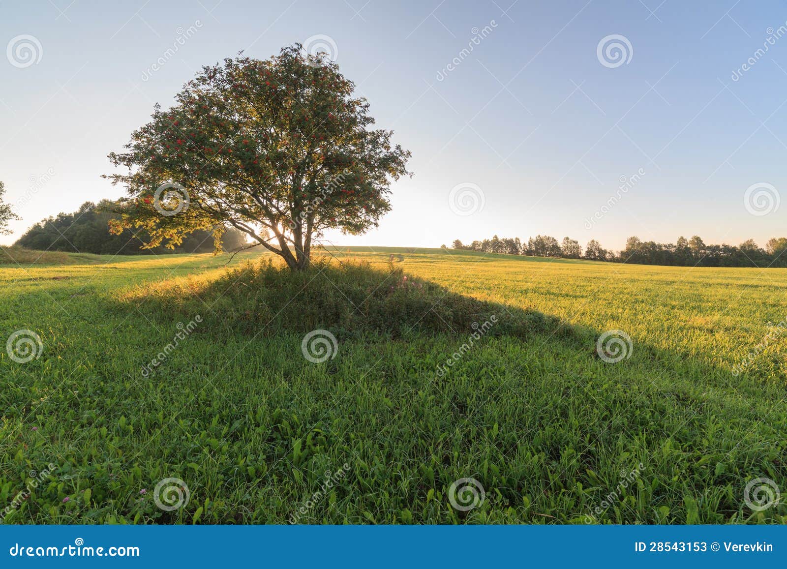 One Tree in the Field on Sunrise Stock Image - Image of outdoors ...