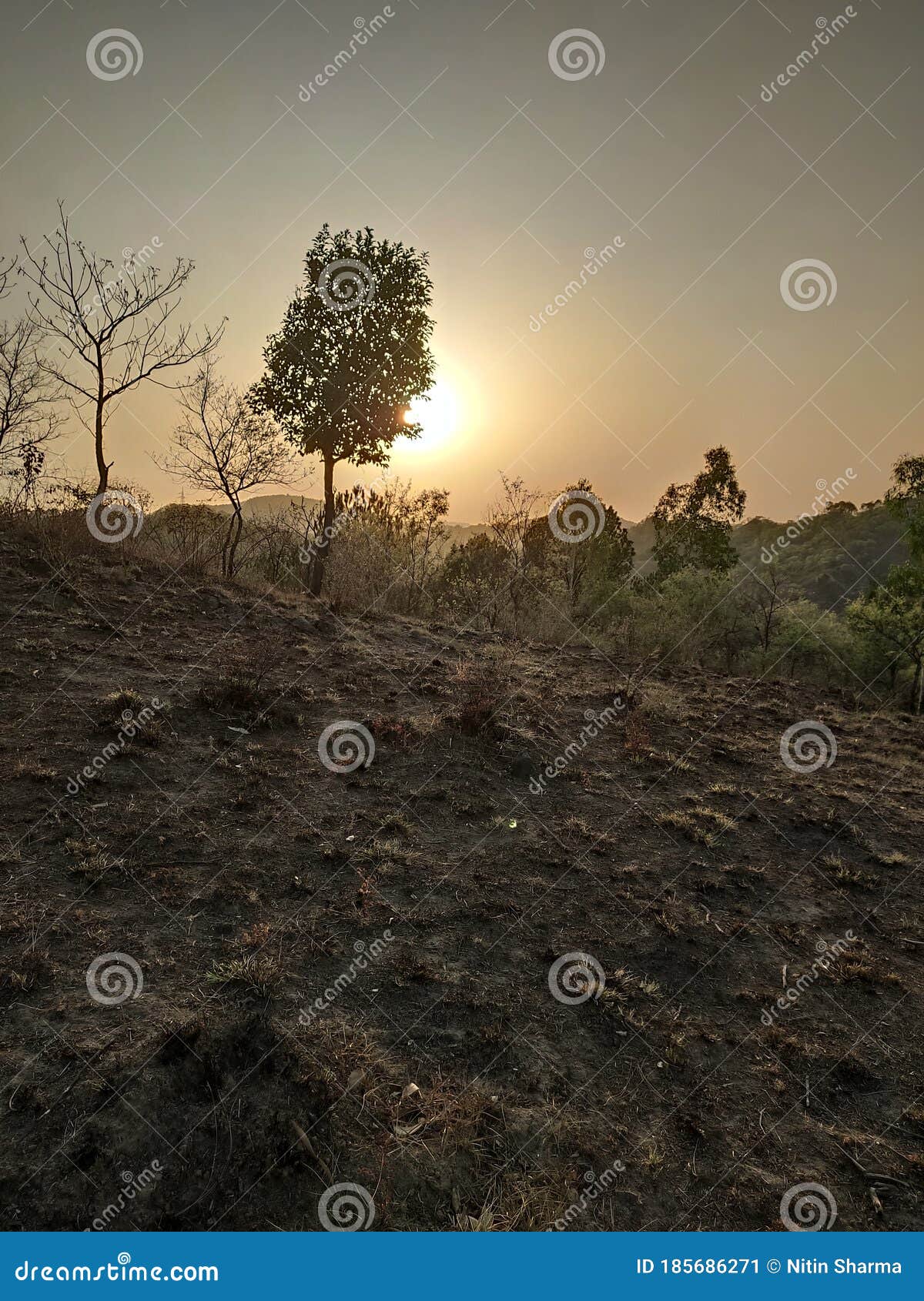 One tree in forest stock image. Image of wall, yellow - 185686271