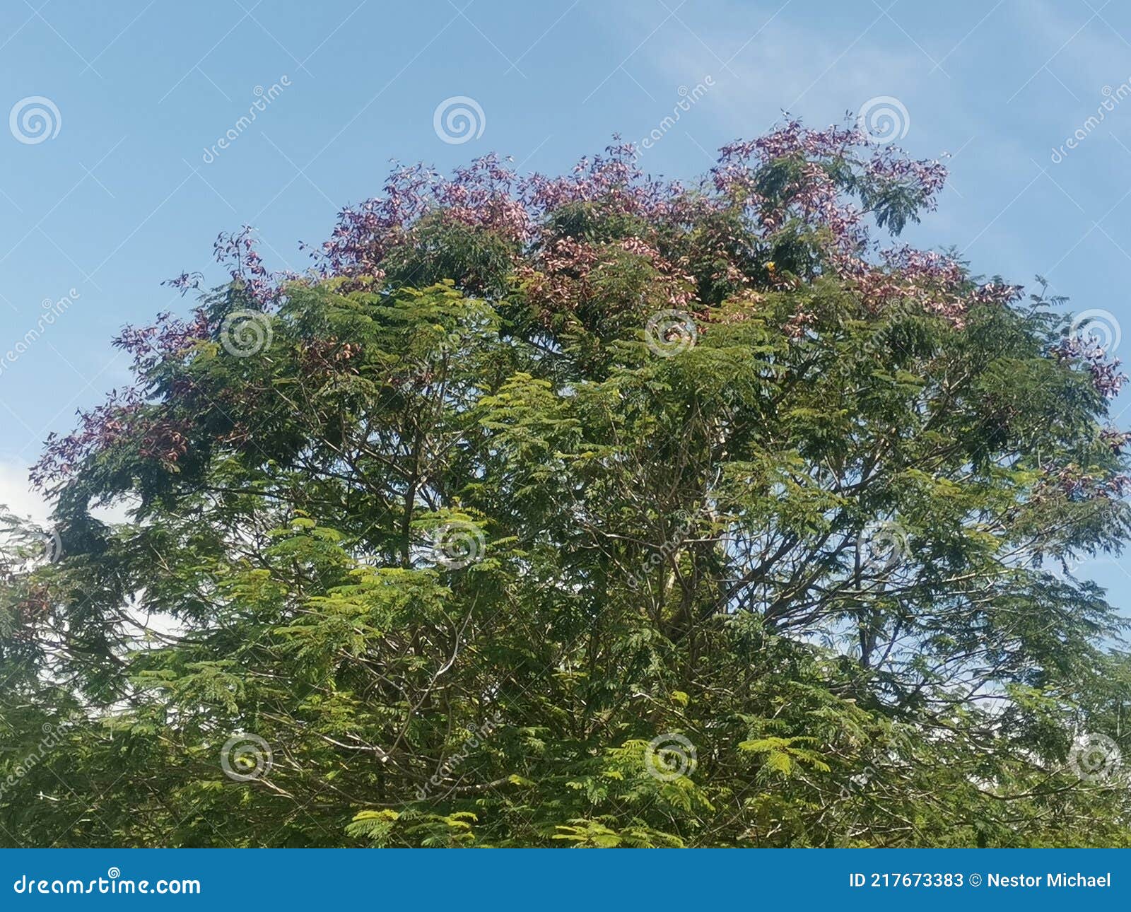 One tree full blossom stock image. Image of woodland - 217673383