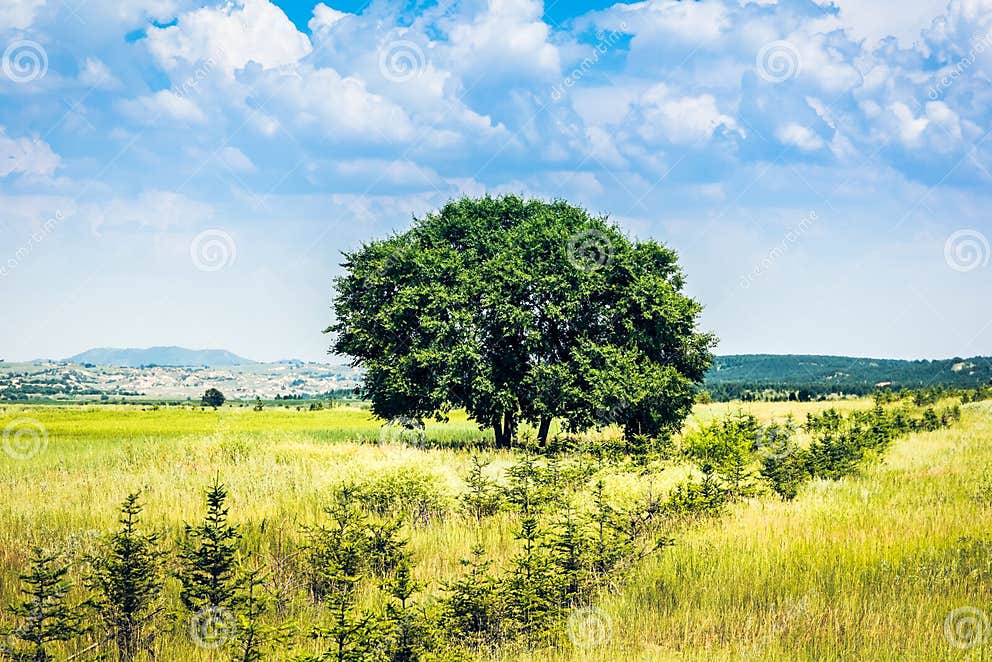 One Tree in the Grass Field Stock Photo - Image of landscape, foliage ...
