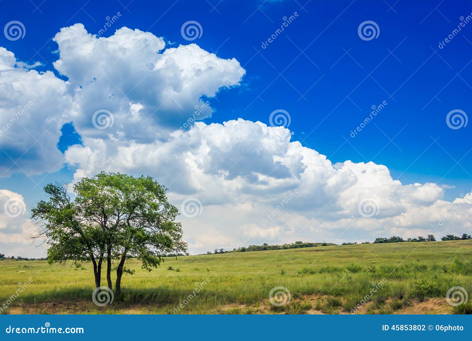 One Tree in the Grass Field Stock Photo - Image of beauty, foliage ...