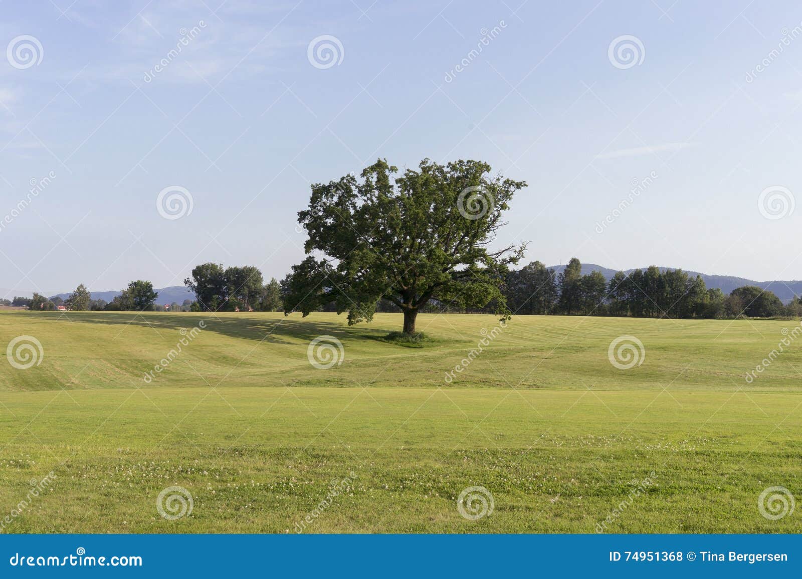 One tree on a grass field stock photo. Image of environment - 74951368