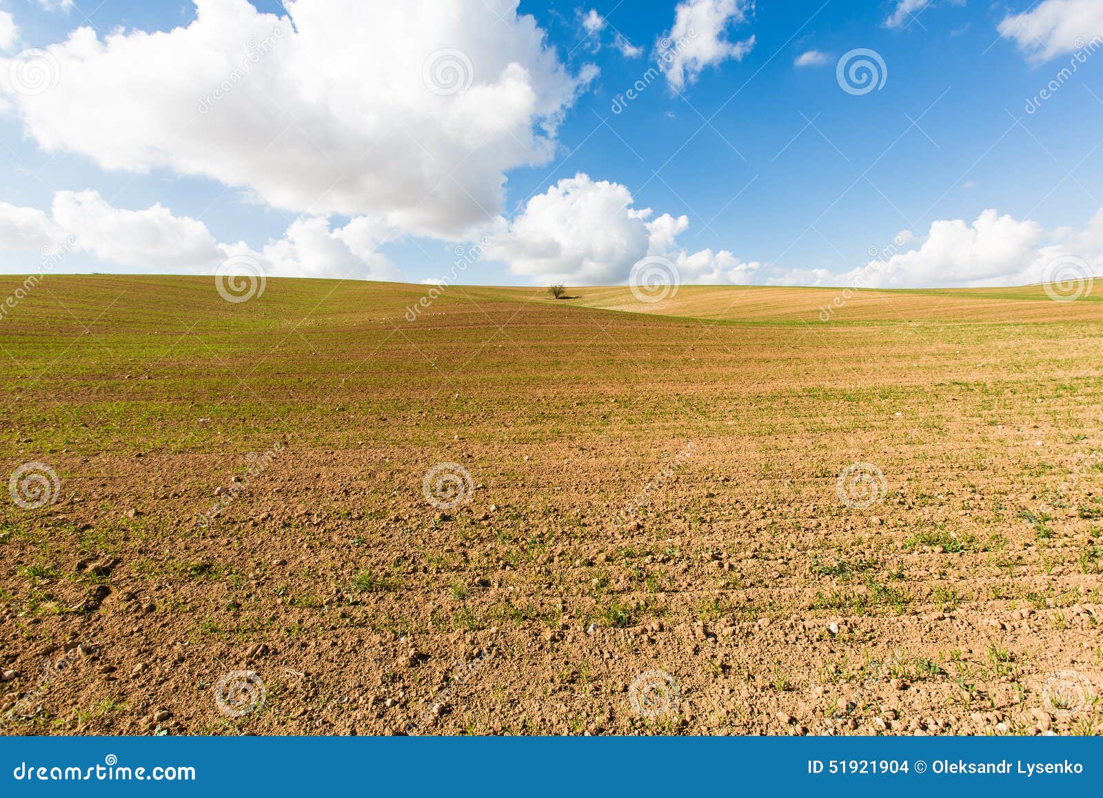 One Tree Growing in the Field Stock Photo - Image of growing, organic ...