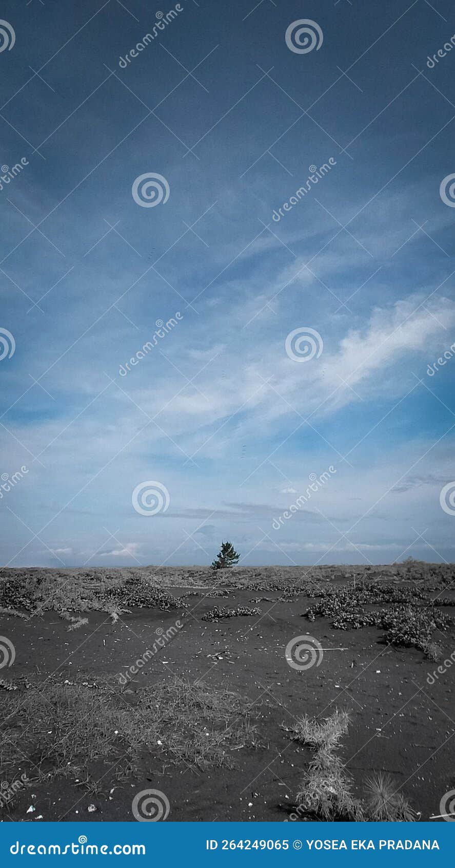 One Tree Grows Alone on the Sand Beach Under the Blue Sky Stock Image ...