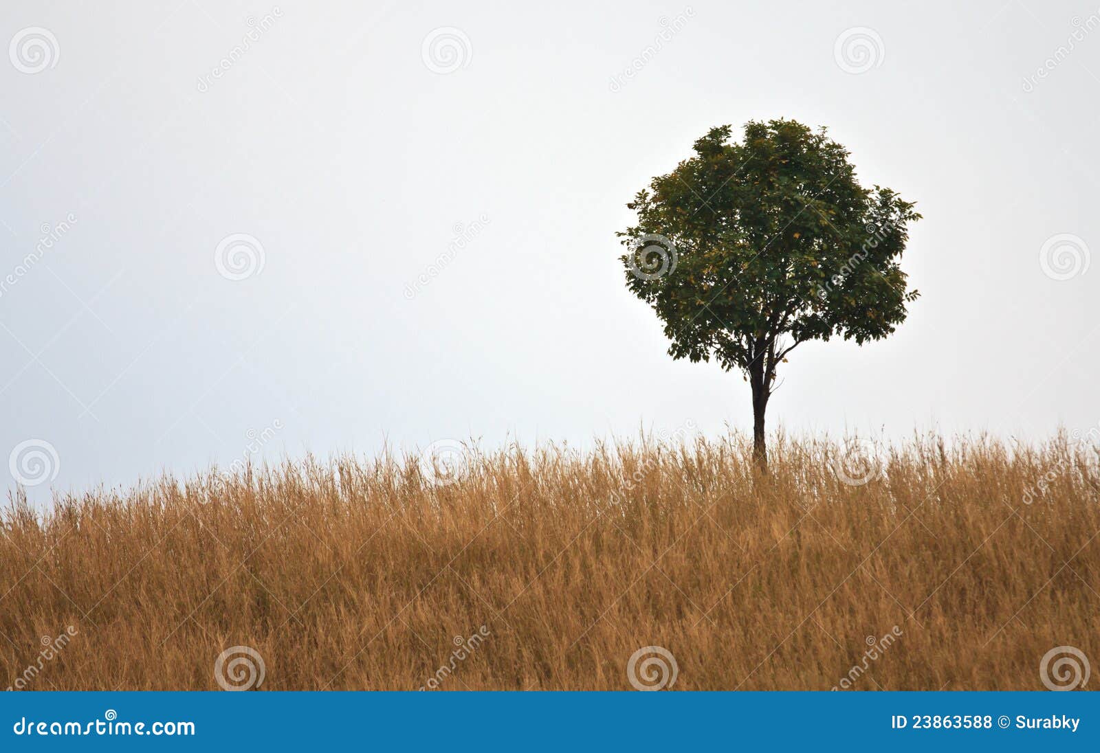 One tree on hill stock photo. Image of landscape, idyllic - 23863588