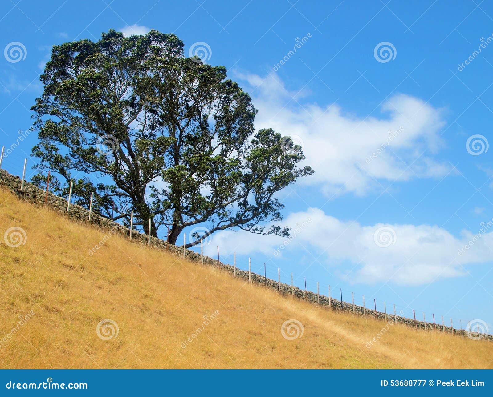 One Tree Hill, Auckland stock image. Image of scene, outing - 53680777