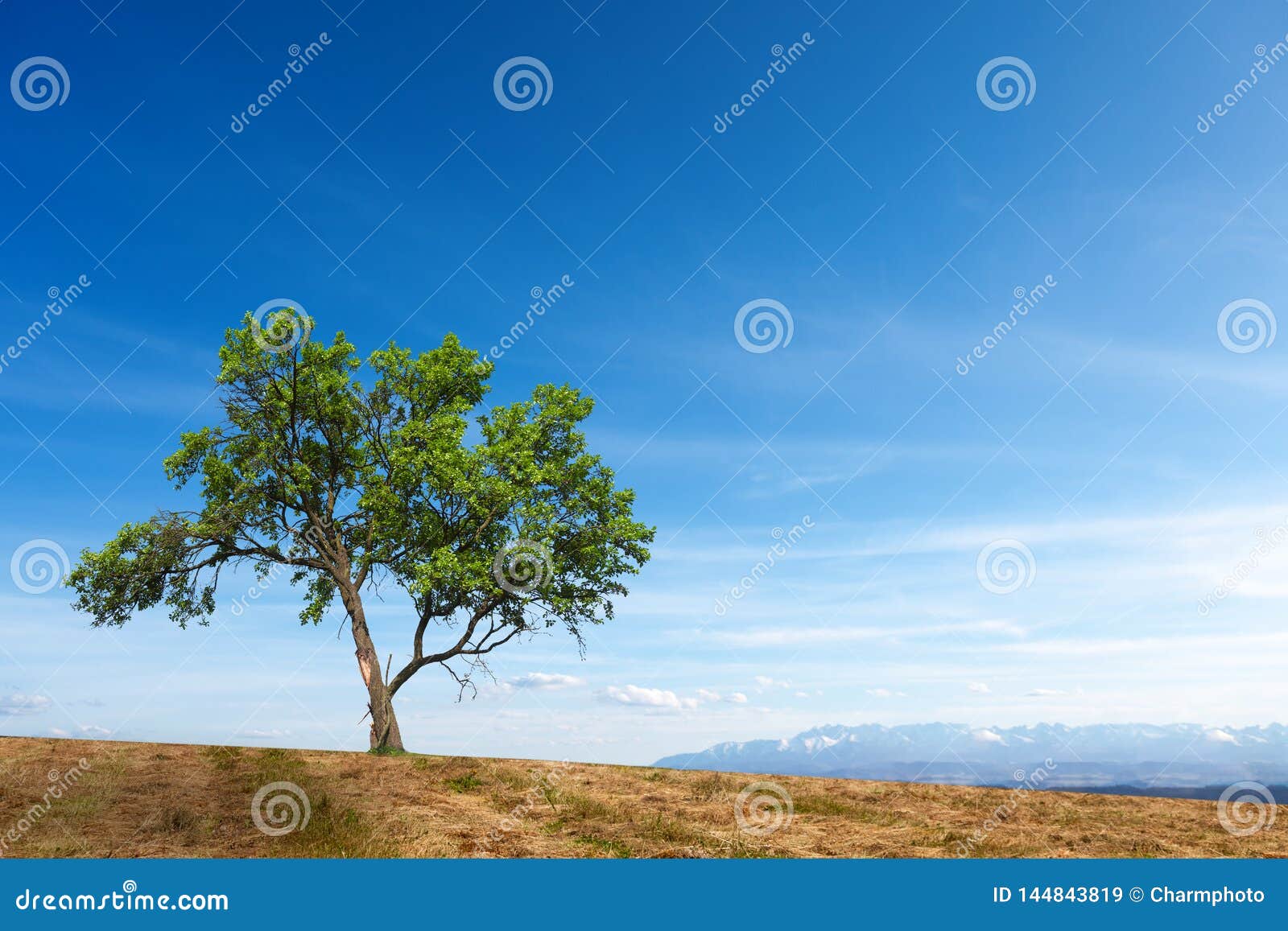 One Tree on the Hill. in the Background of the Mountains Stock Image ...