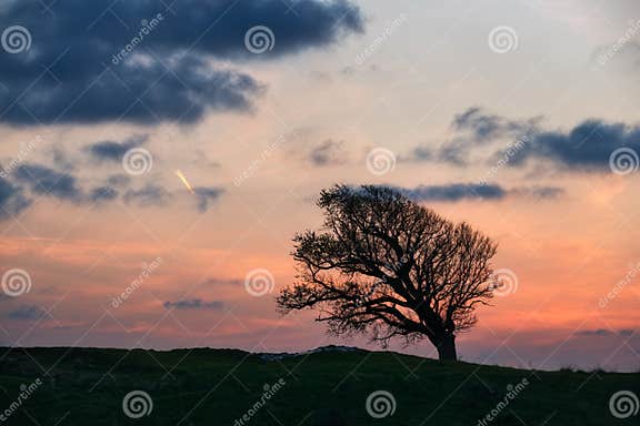 One tree hill at sunset stock image. Image of color - 112356641
