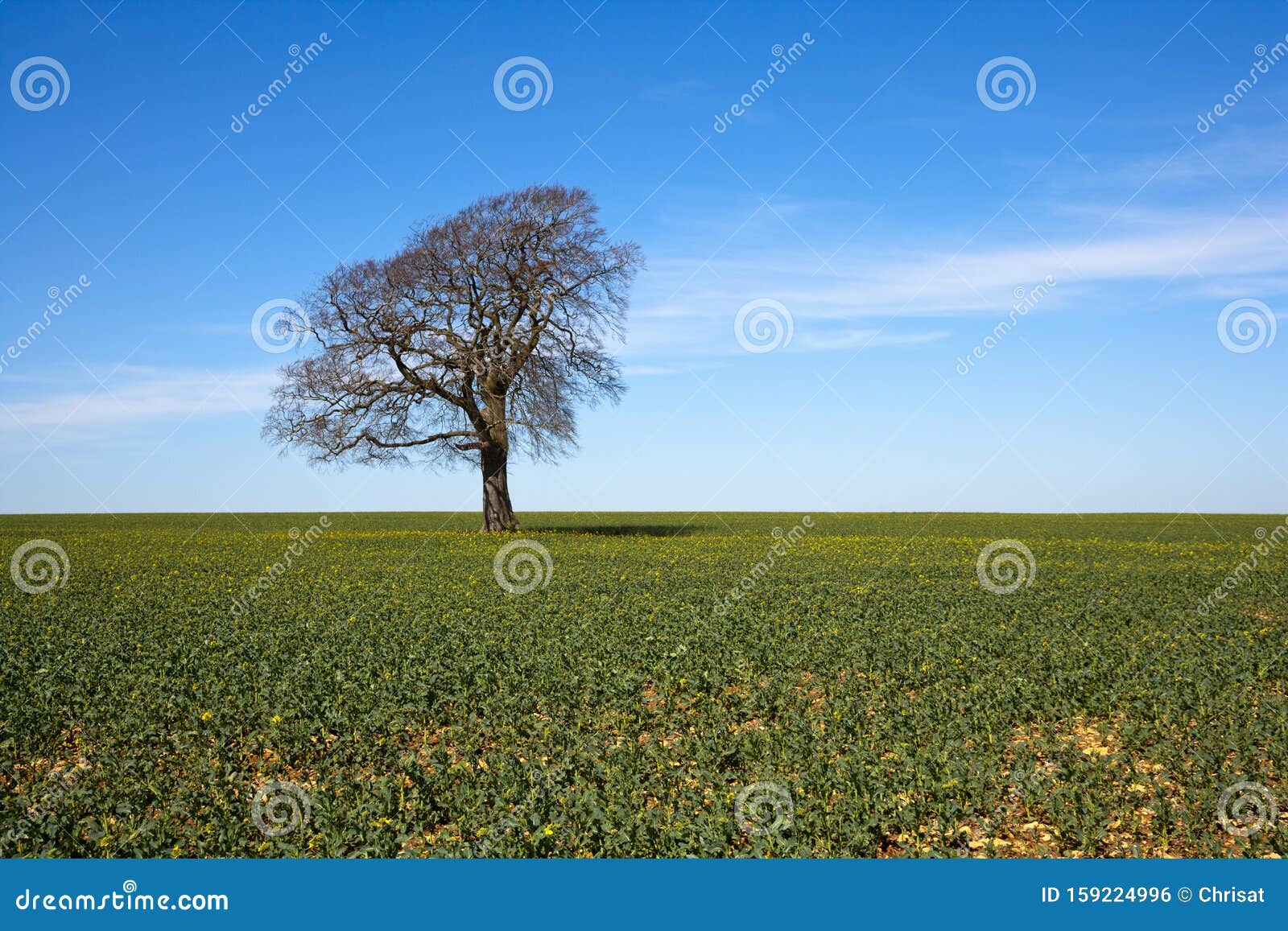 One Tree on the Horizon Landscape Stock Photo - Image of britain ...