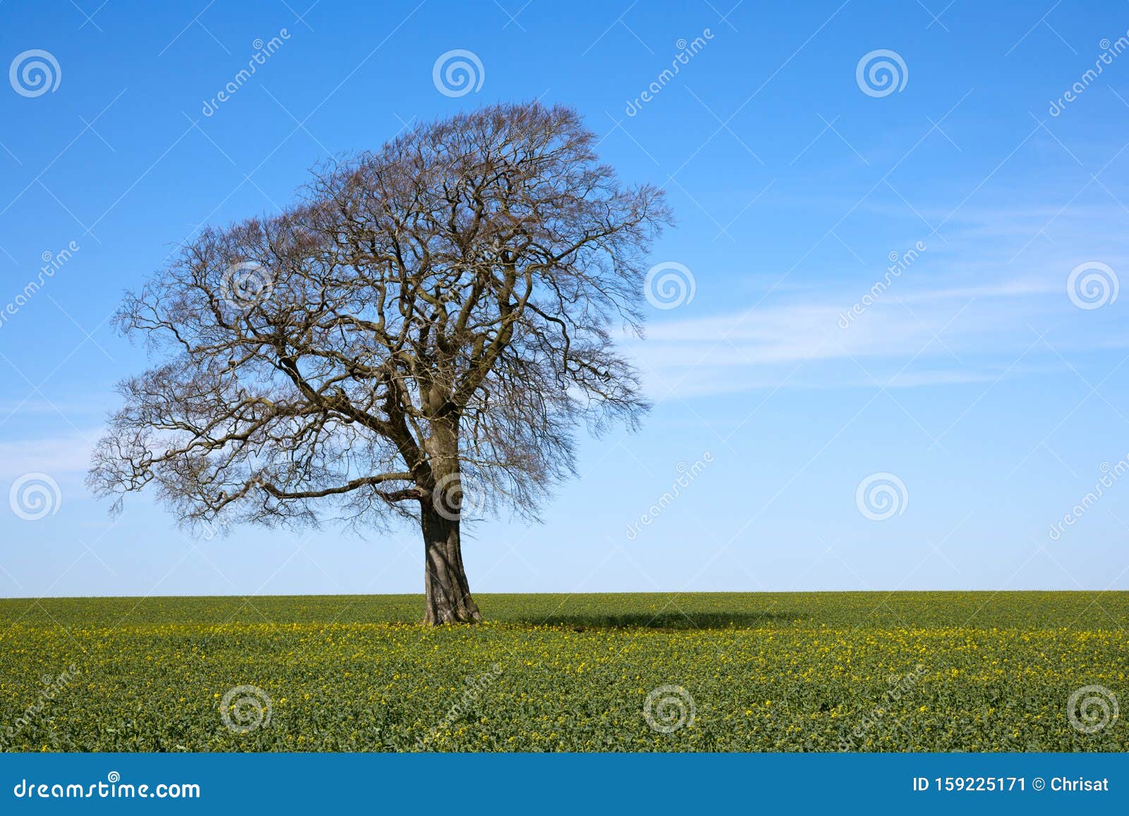 Single Tree Landscape