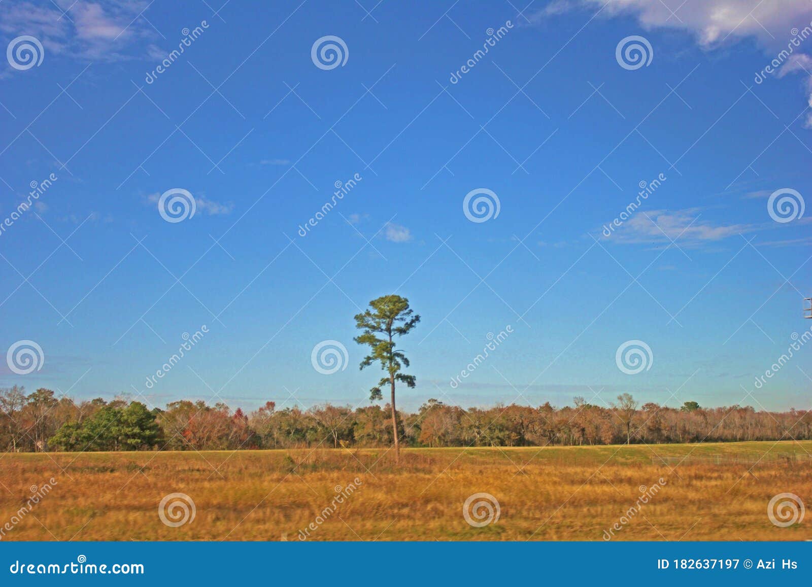 One tree in horizon stock image. Image of farm, view - 182637197