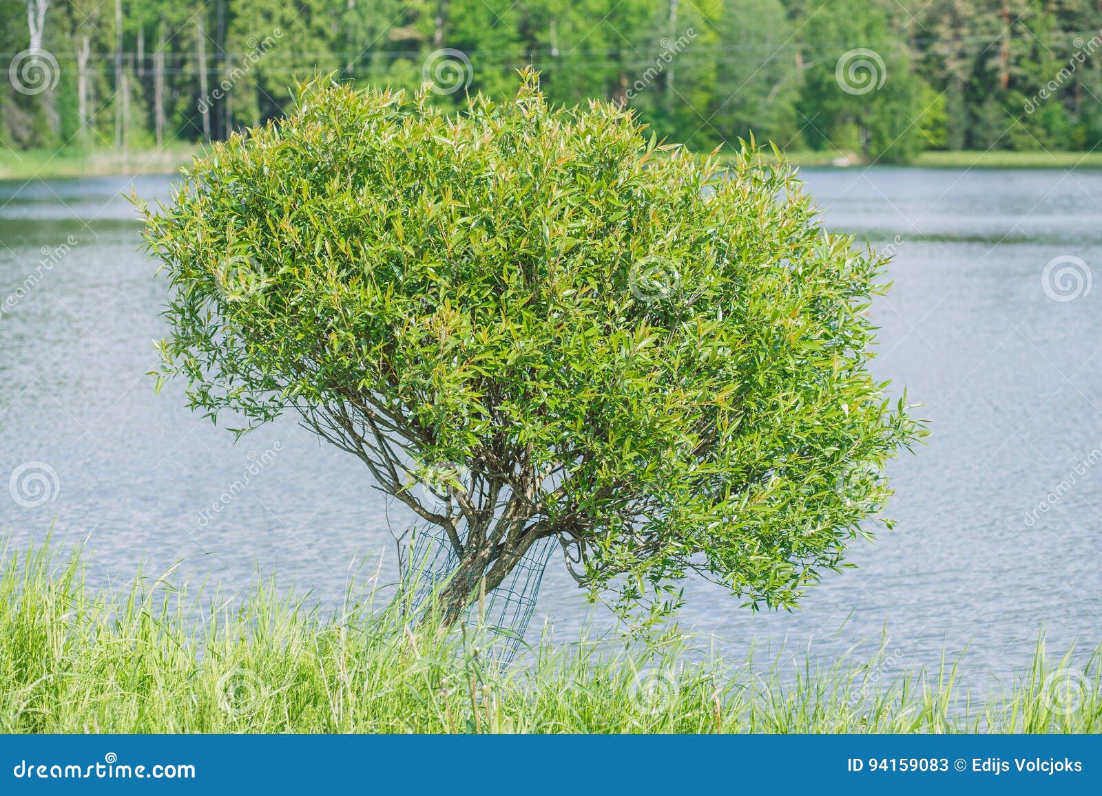 One tree at lake. stock image. Image of horizon, scenery - 94159083