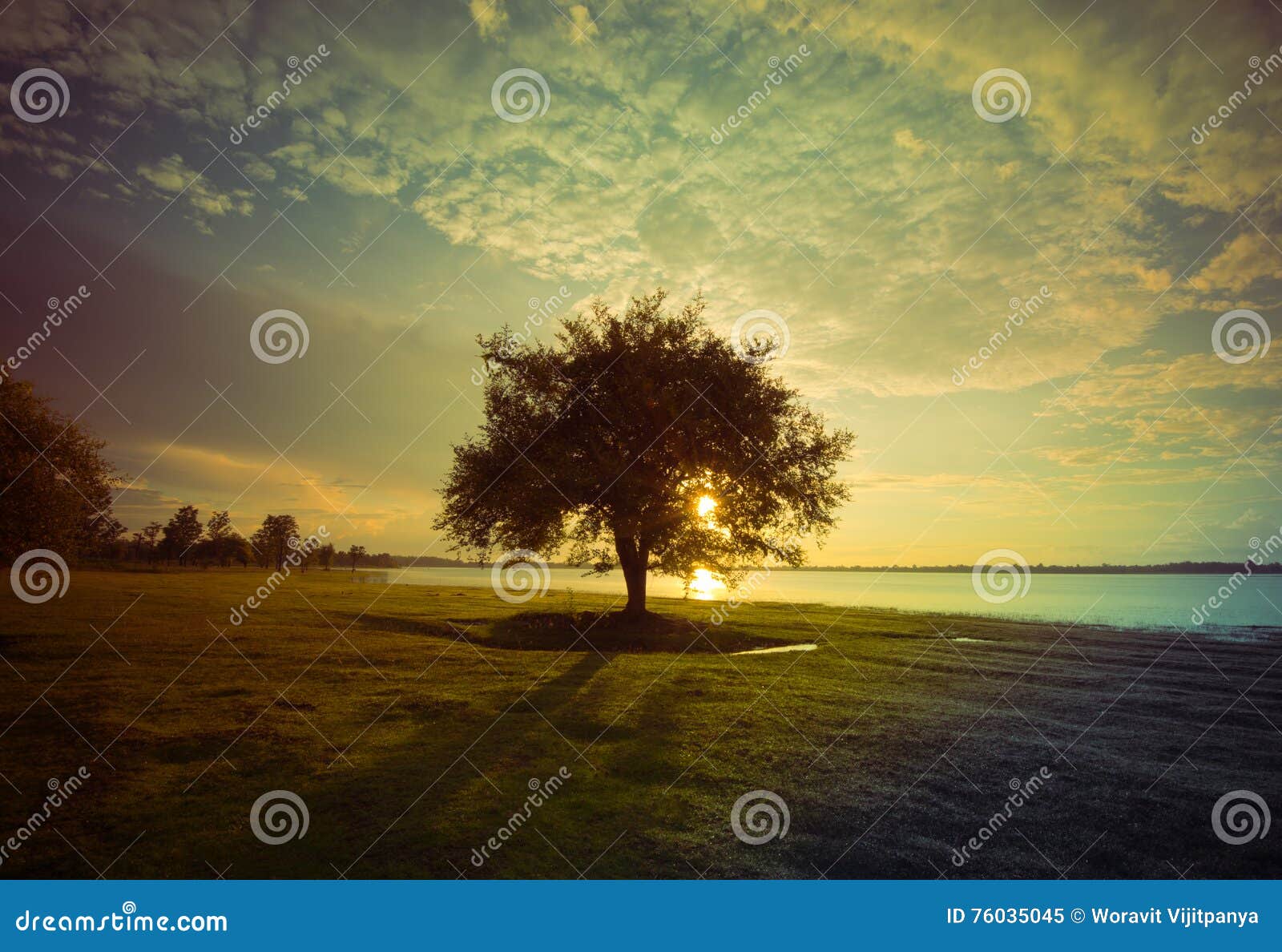 One tree stock image. Image of black, clouds, bird, nature - 76035045