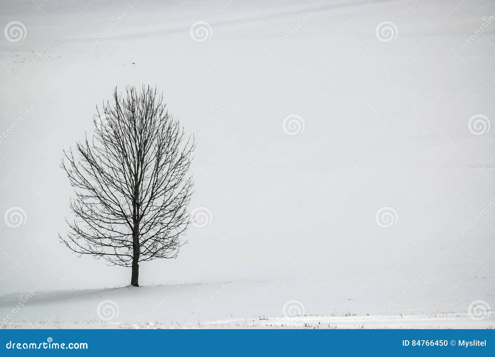 One tree in the landscape stock photo. Image of outdoor - 84766450