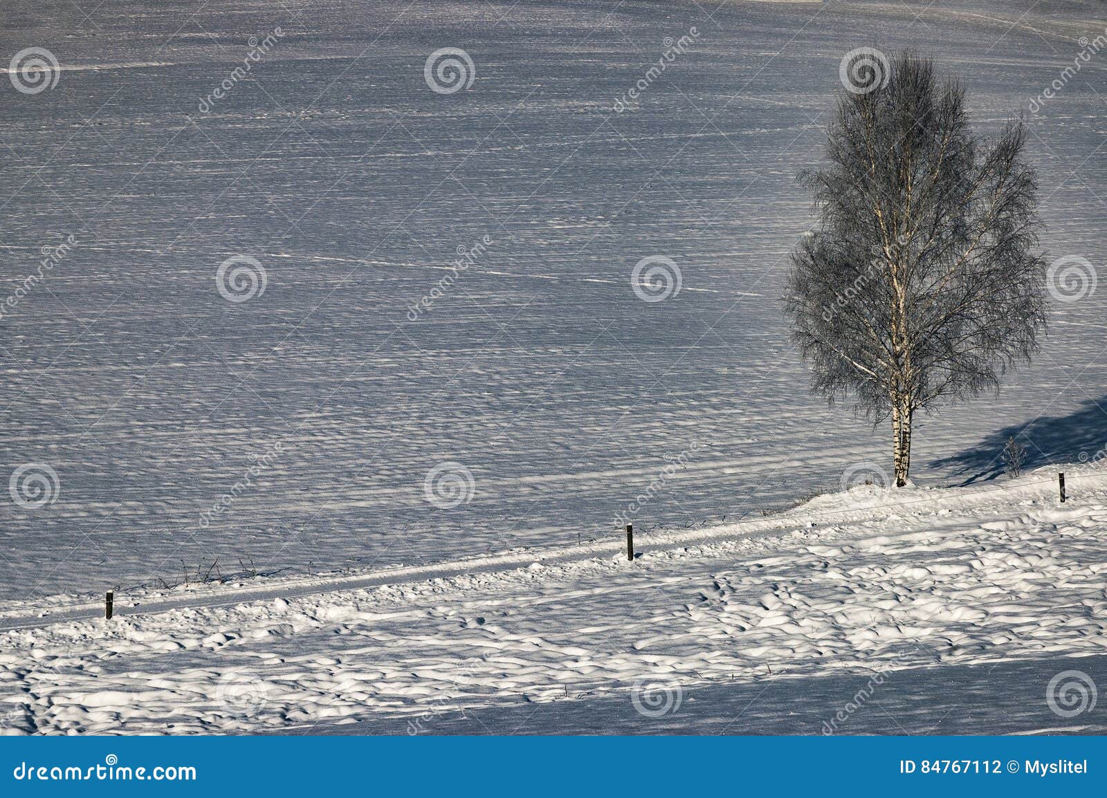 One tree in the landscape stock photo. Image of simple - 84767112