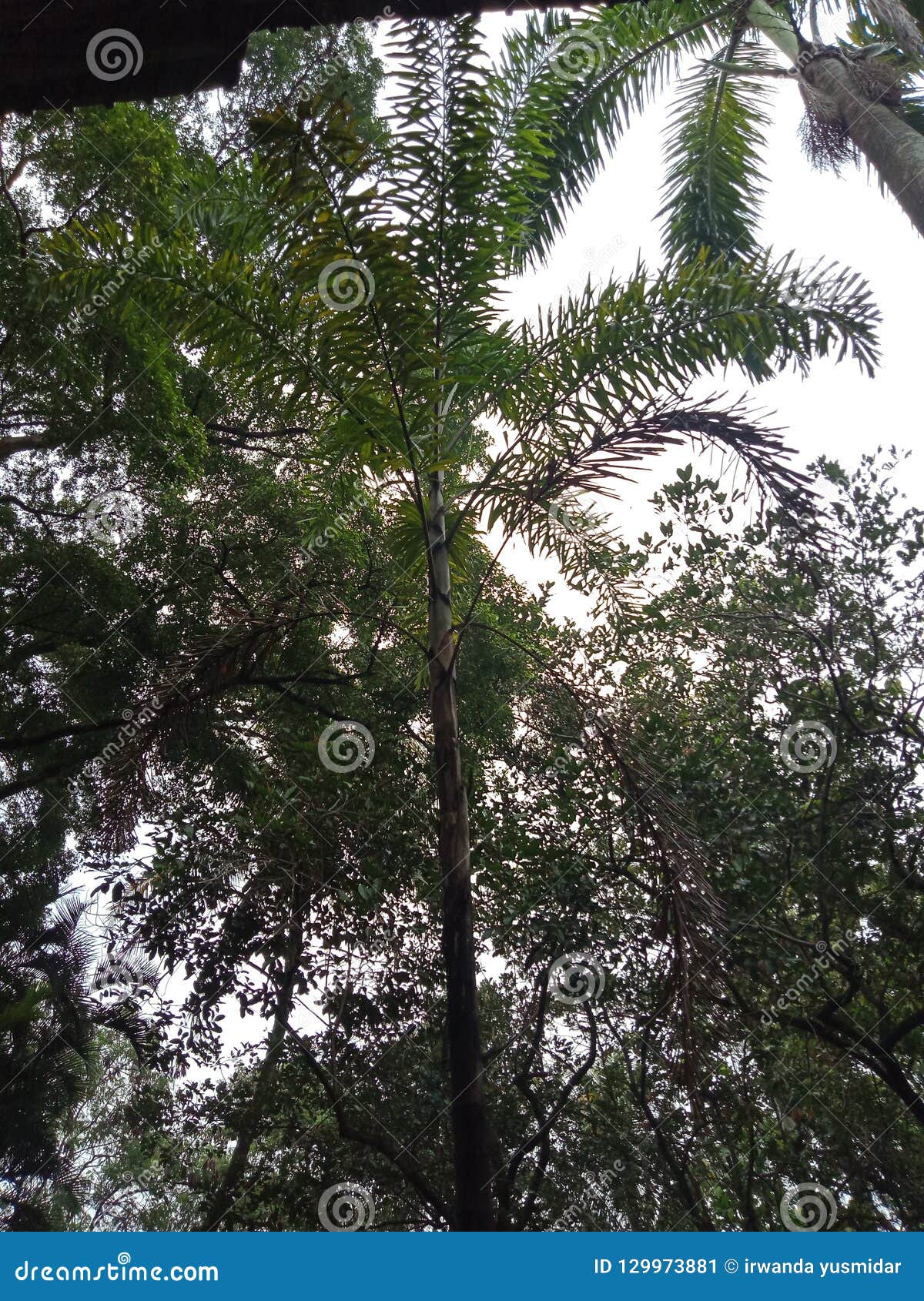 One tree one life stock image. Image of jungle, tree - 129973881
