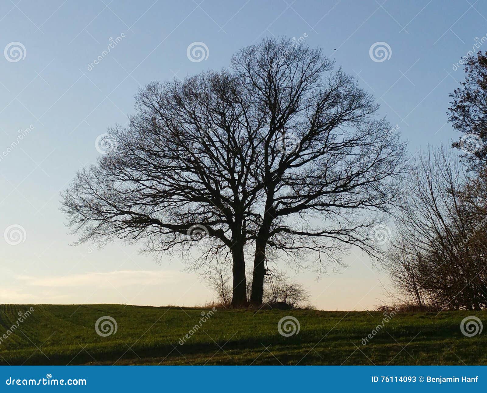 One tree of life stock image. Image of tree, life, growing - 76114093
