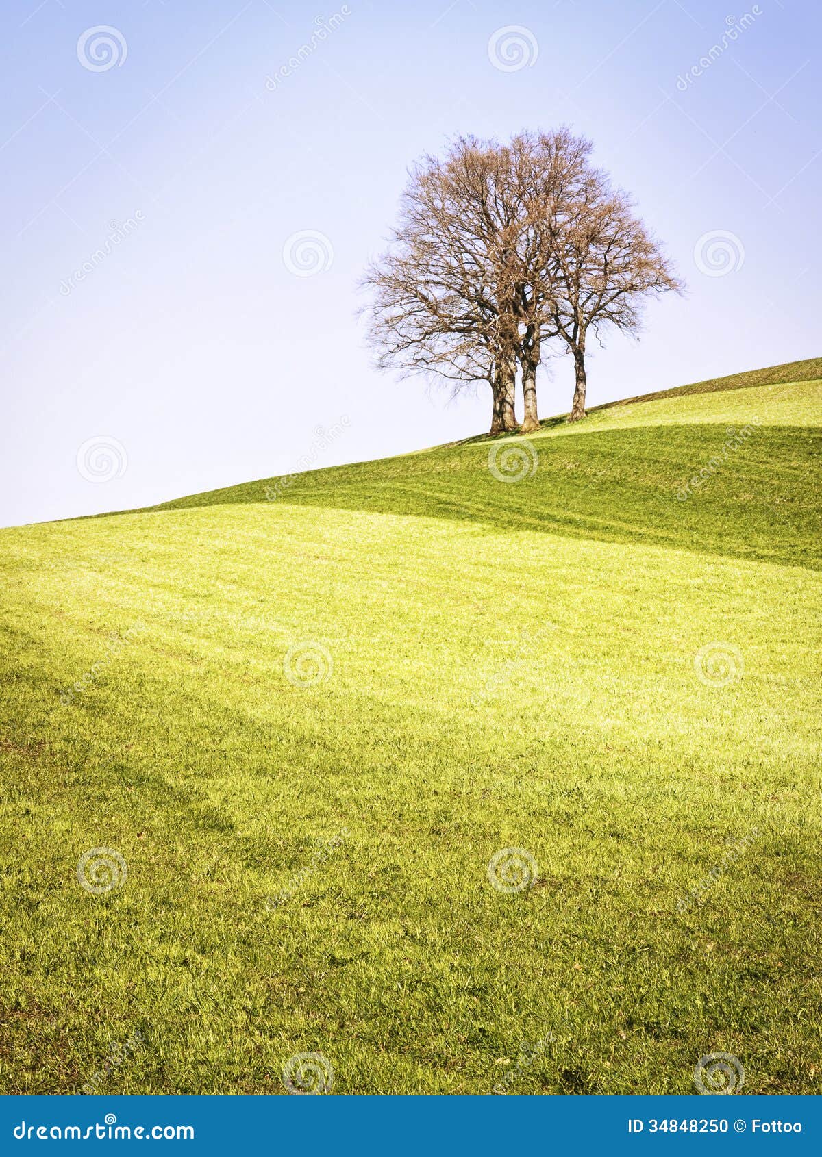 One tree stock photo. Image of empty, clear, green, plants - 34848250