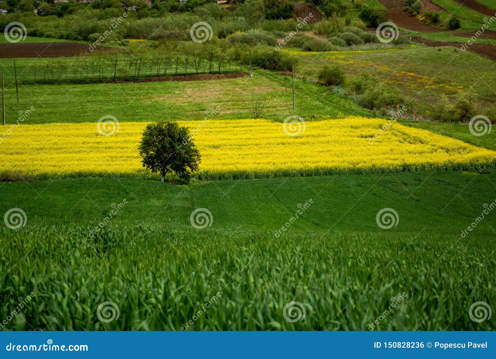 One Tree in the Middle of the Grain Land Stock Photo - Image of spring ...
