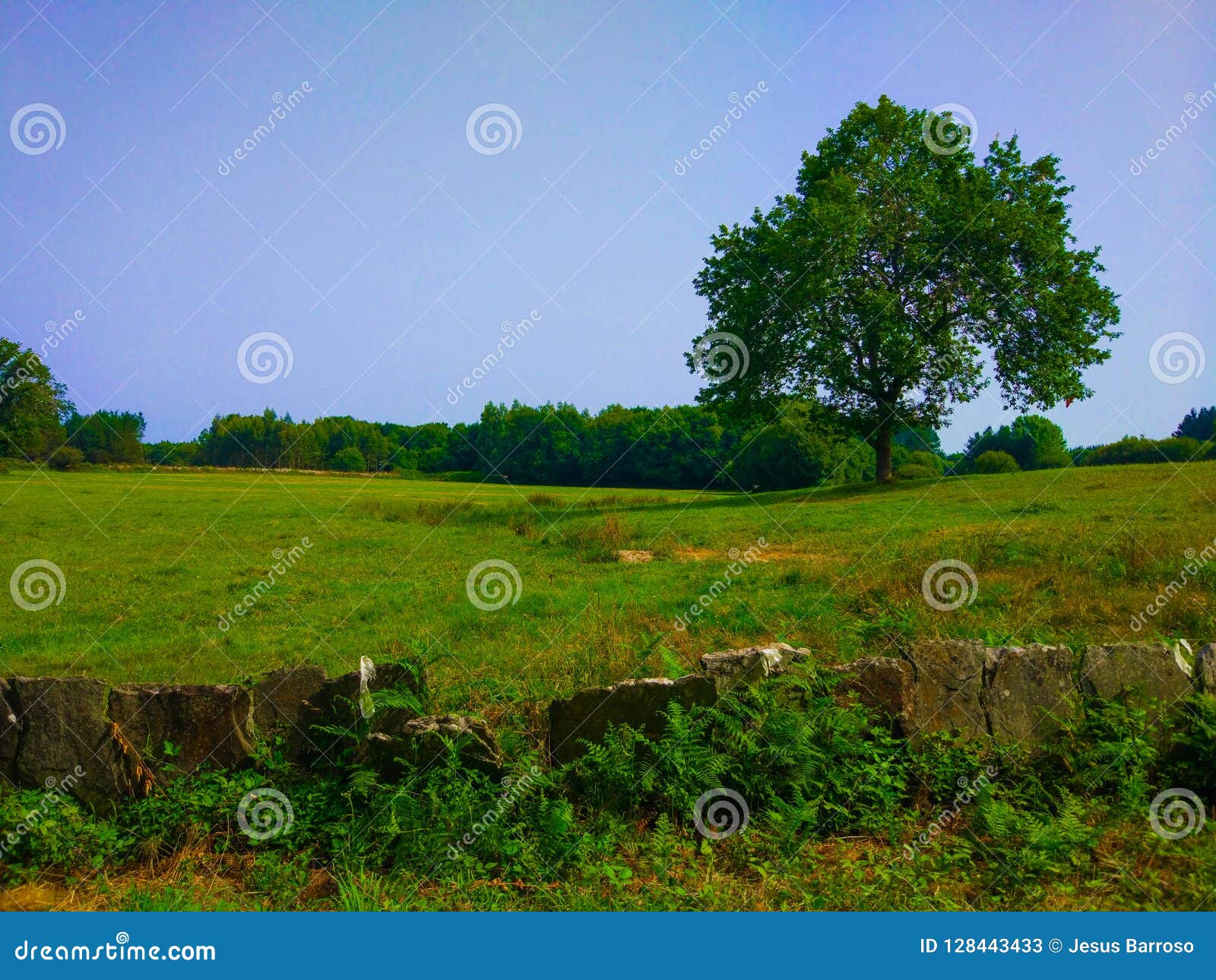 One Tree in Middle of a Green Grass Meadow with Forest at the Ba Stock ...