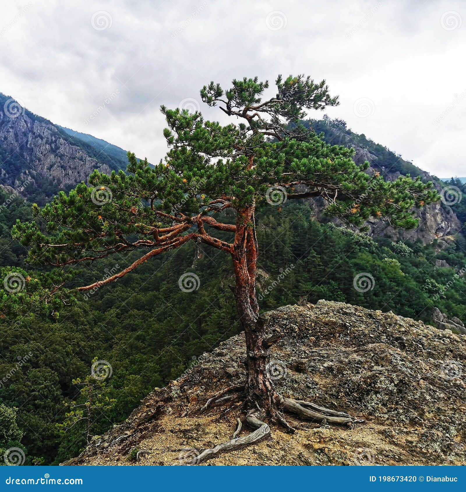 One tree on the mountain stock photo. Image of forest - 198673420