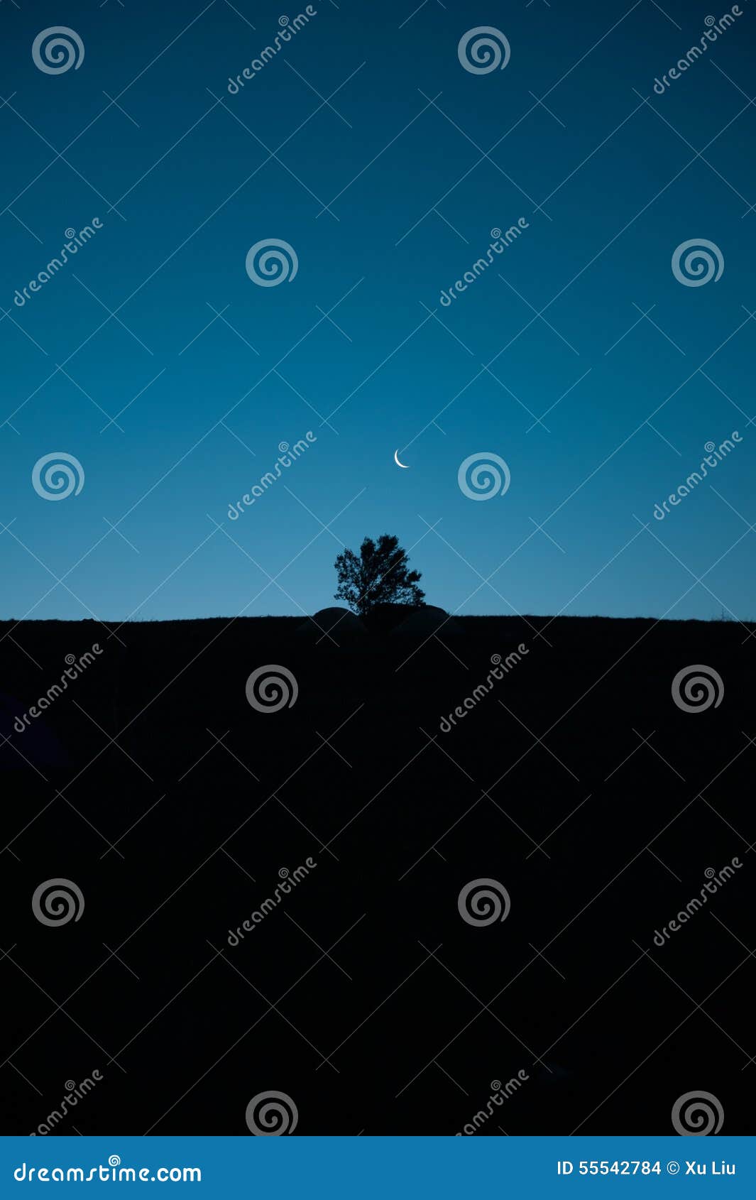 One tree in night stock photo. Image of outlines, tree - 55542784