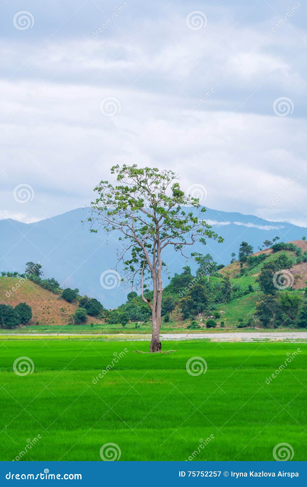 One Tree and Perfect Grass Field Stock Image - Image of beauty, plant ...
