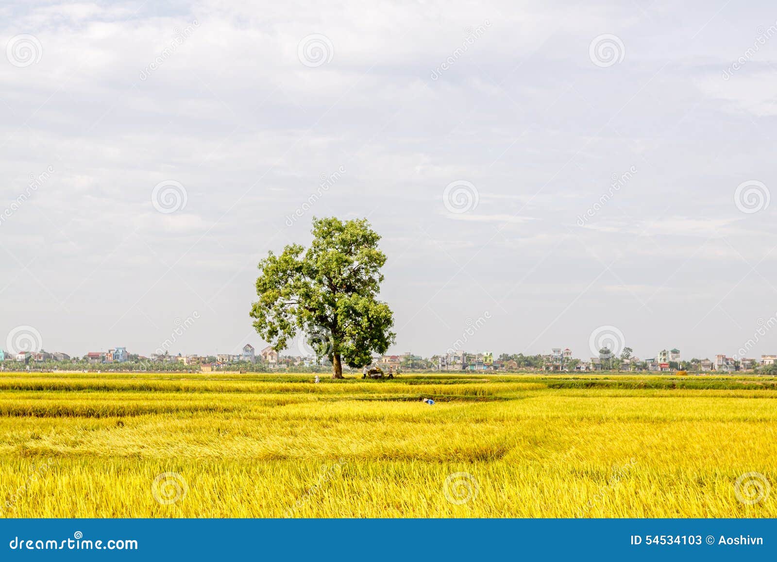 The one tree on rice field stock image. Image of beauty - 54534103