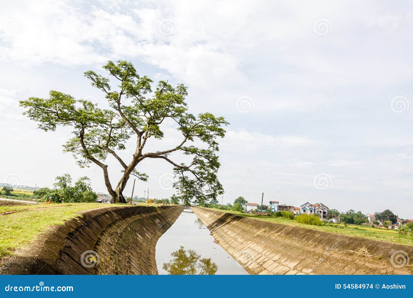 The one tree on rice field stock photo. Image of grass - 54584974
