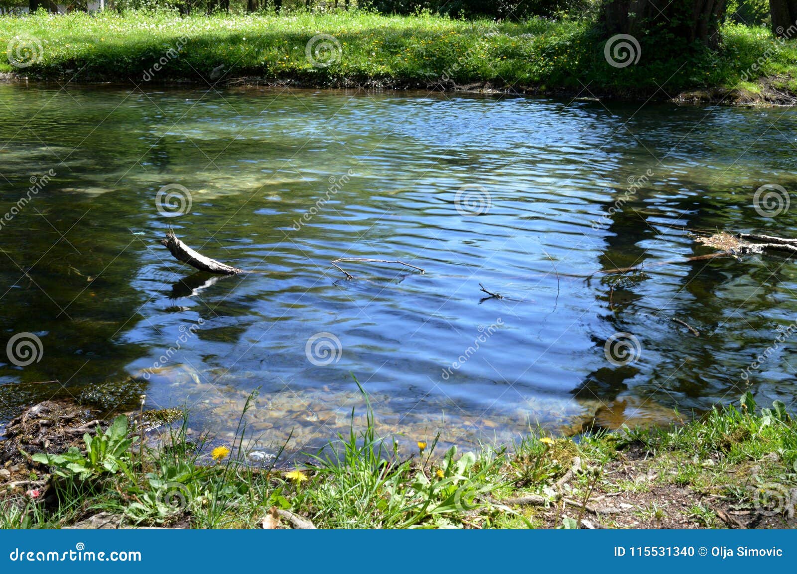 Tree in the river stock photo. Image of spring, landscape - 115531340