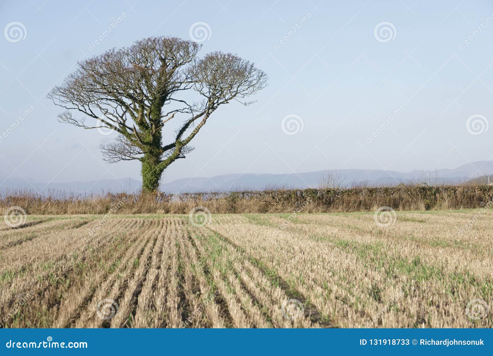 1,399 Harvest Field Single Tree Stock Photos - Free & Royalty-Free ...