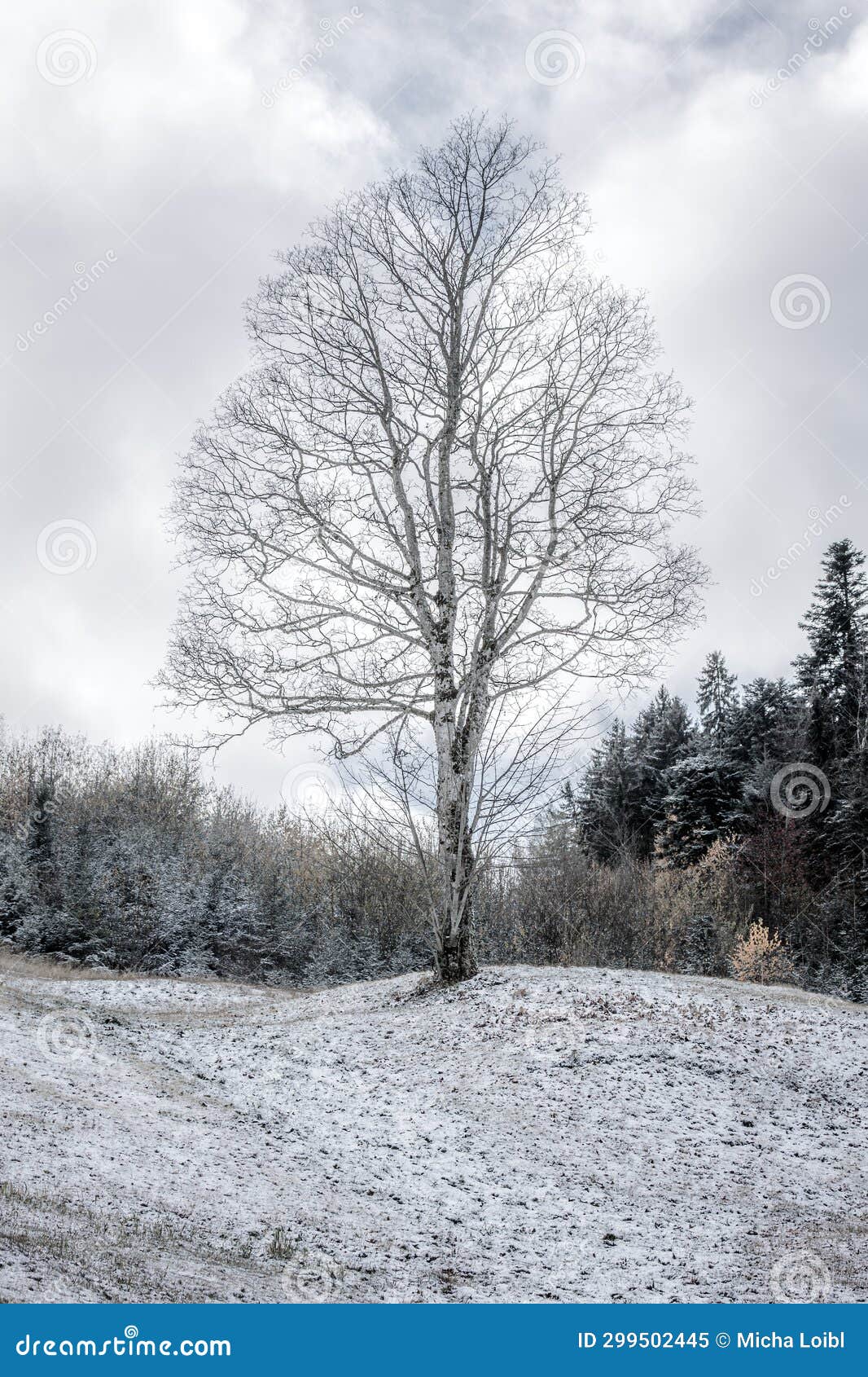One Tree in Snow Swiss Mountain Stock Image - Image of nature, scene ...