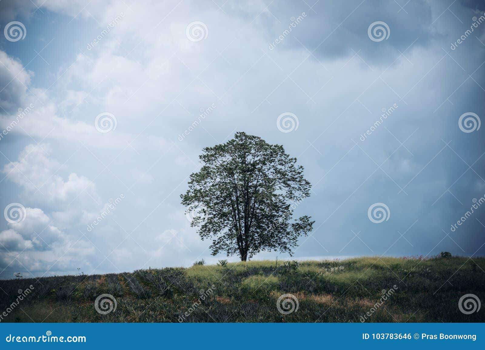Only One Tree Stand among Nature Stock Photo - Image of light, blue ...