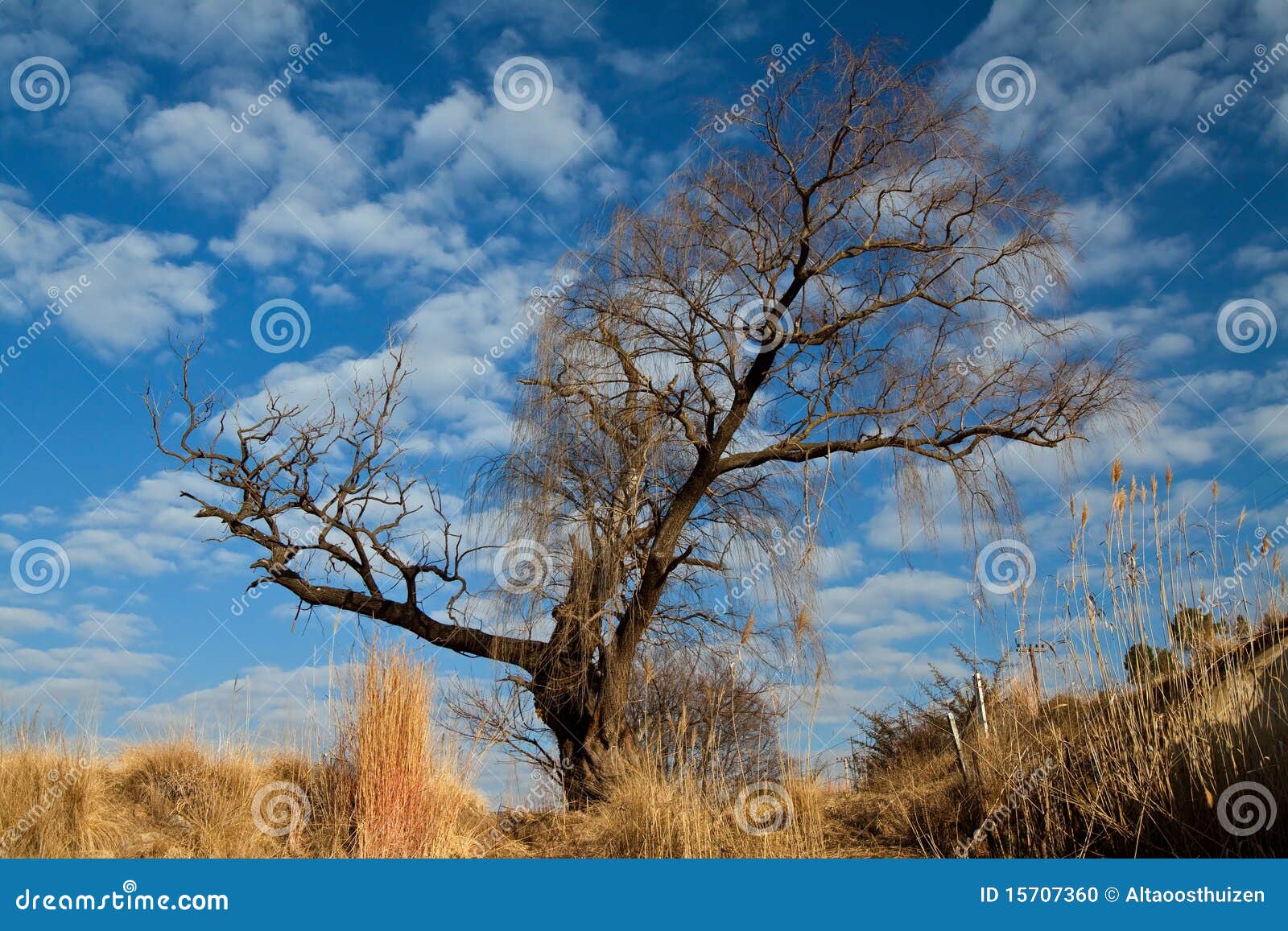 One Tree Standing on the Edge Stock Photo - Image of light, tall: 15707360