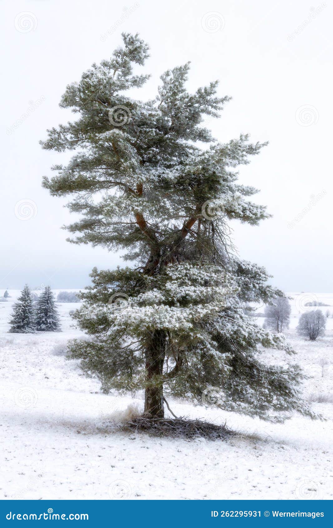 One Tree Standing on Field in the Snow Stock Image - Image of outside ...