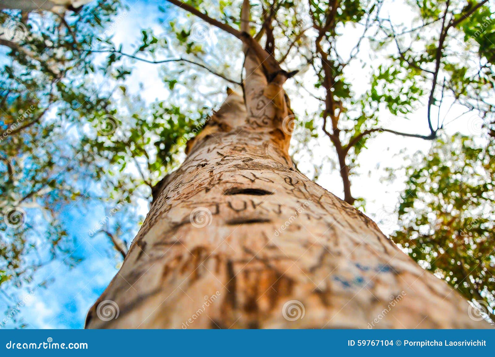 One Tree Standing in Forest Stock Photo - Image of cloud, gray: 59767104