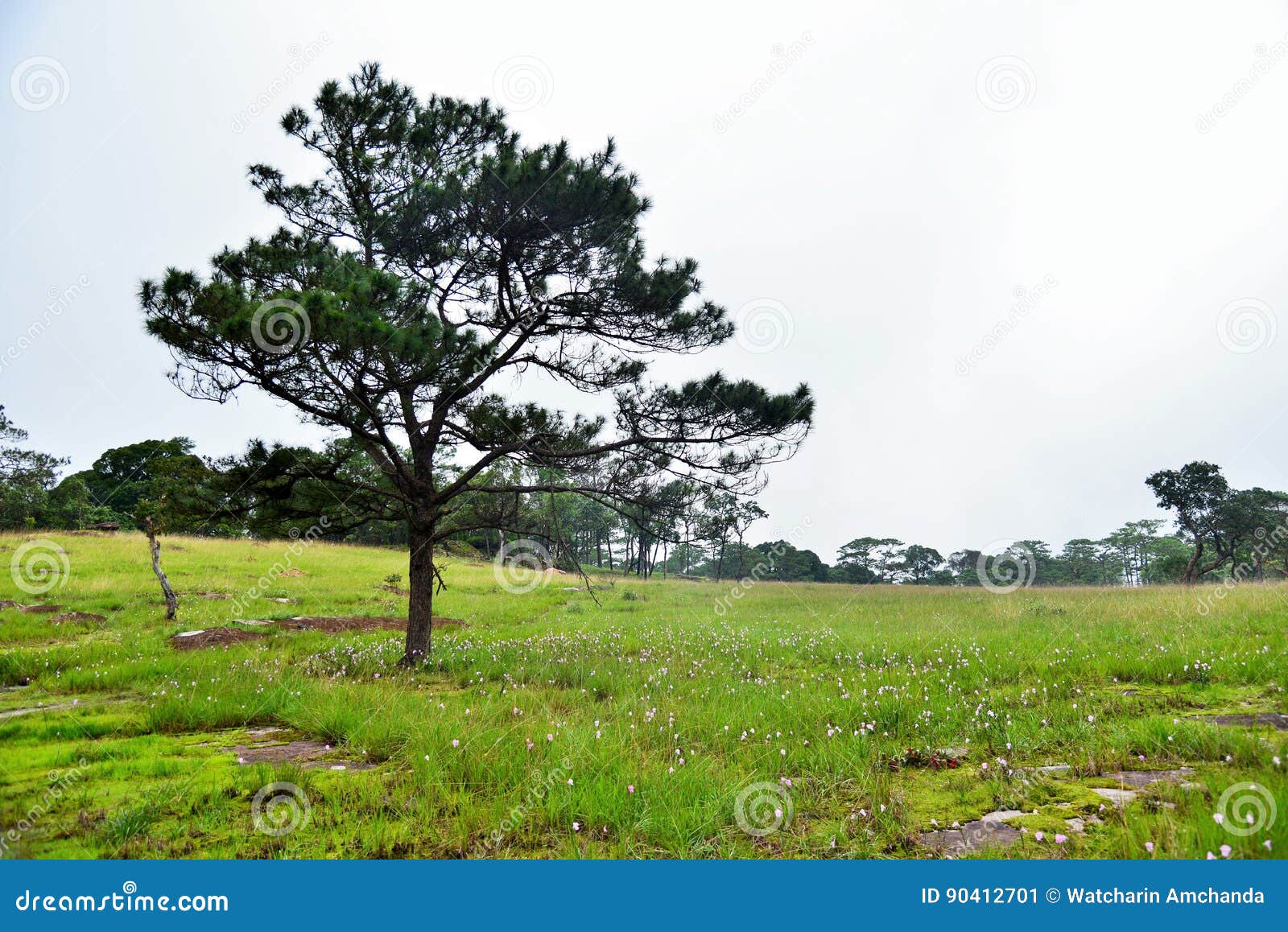 One tree stock image. Image of standing, camping, pine - 90412701