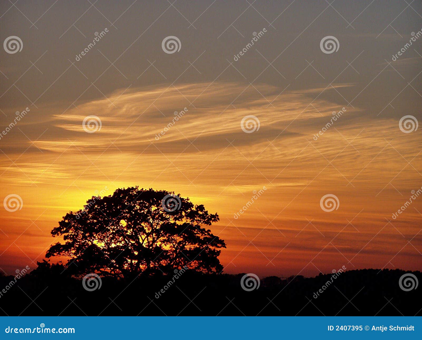 One Tree during the Sundown Stock Image - Image of dreamlike, beautiful ...