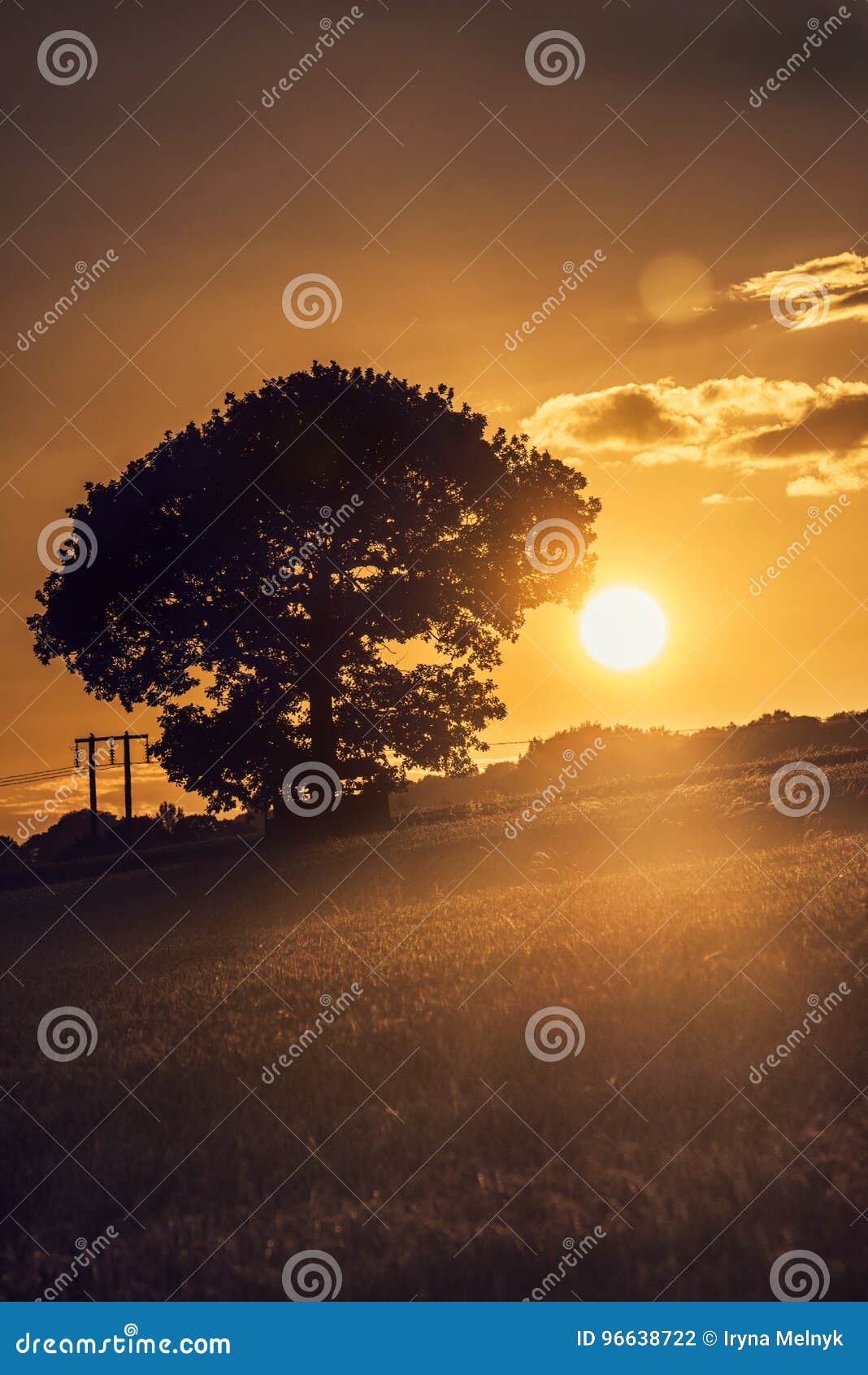Tree at the sunset stock photo. Image of evening, goldtime - 96638722
