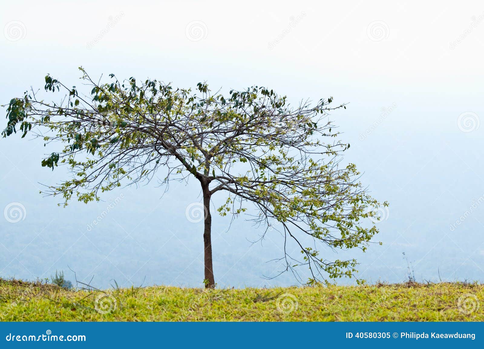 One Tree on Top of Mountain Stock Image - Image of grass, beauty: 40580305