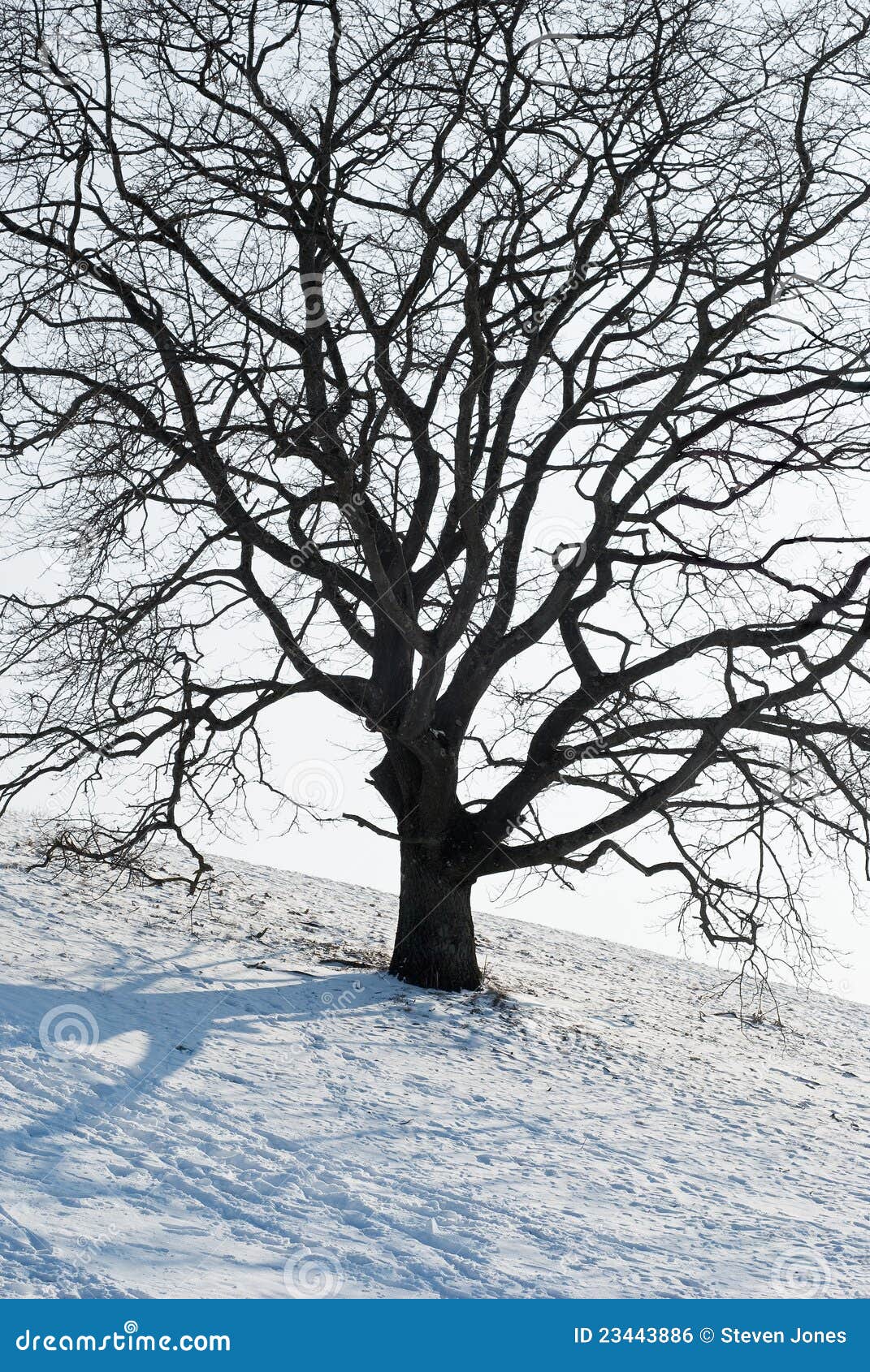 One Tree in Winter stock photo. Image of nature, beautiful - 23443886