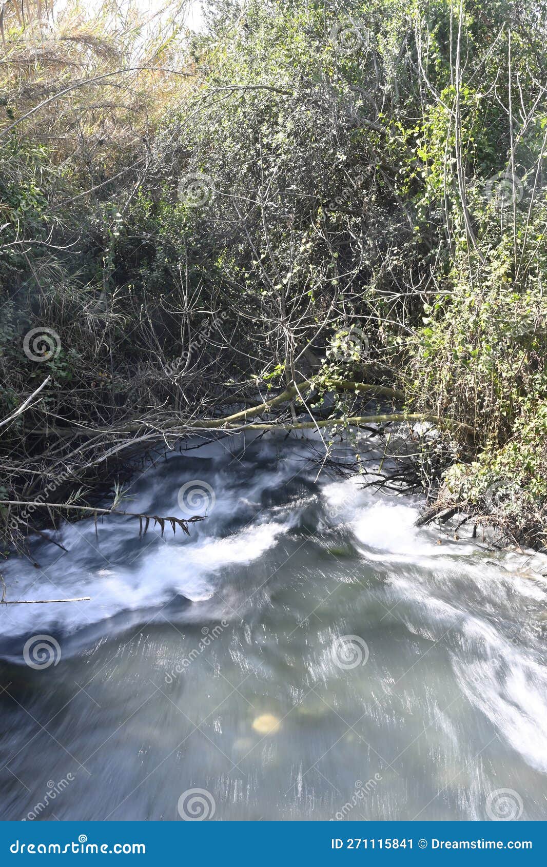 One of the Tributaries of Jordan is a Stream Dan Stock Image - Image of ...