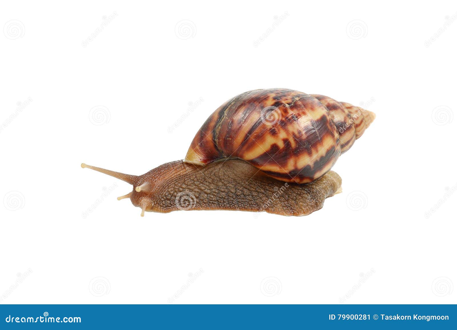 One Tropical Snail Isolated on White Stock Image - Image of carapace ...