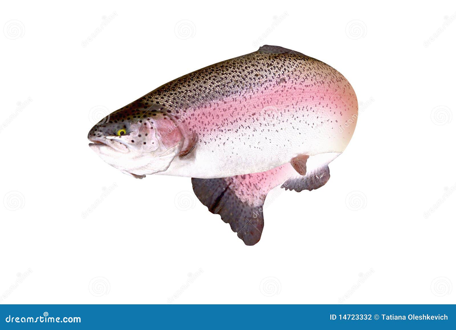 One trout fish isolate stock photo. Image of salmon, fresh - 14723332
