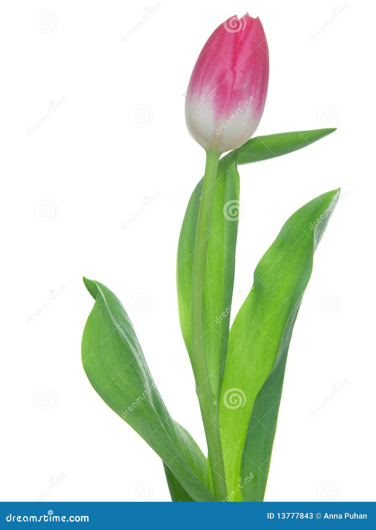 One tulip stock image. Image of blossom, background, plant - 13777843