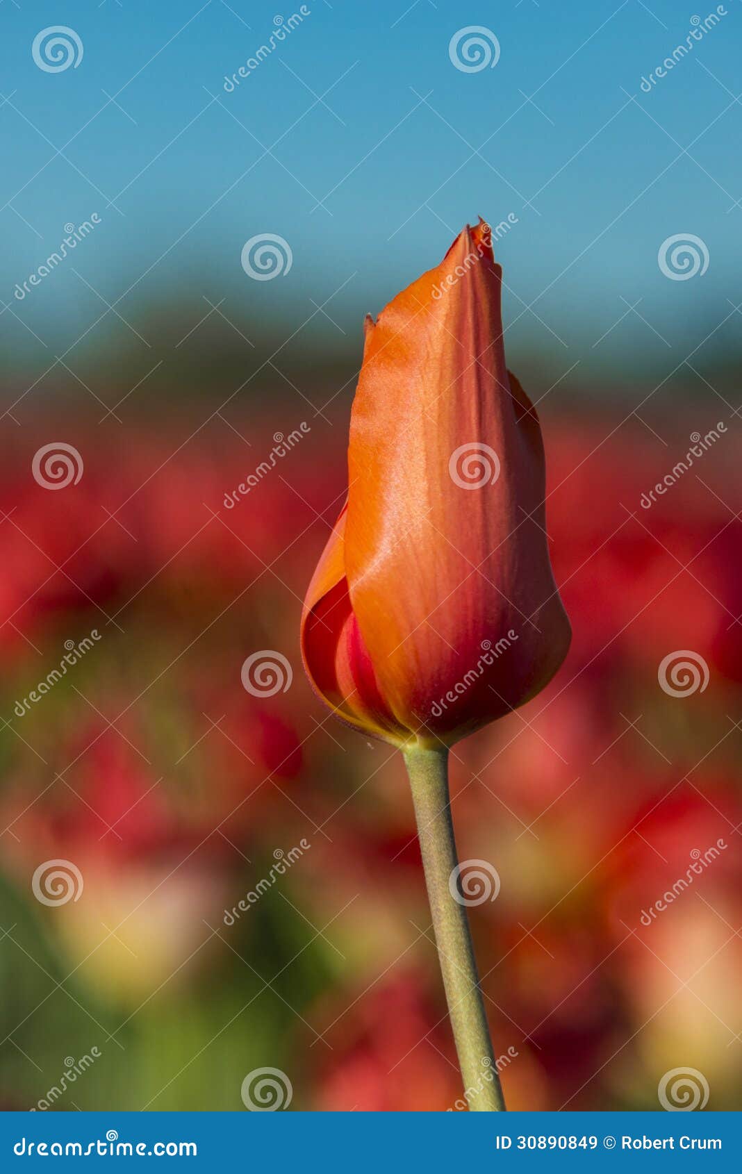 One Tulip in a Field of Flowers Stock Image - Image of bloom, tulip ...