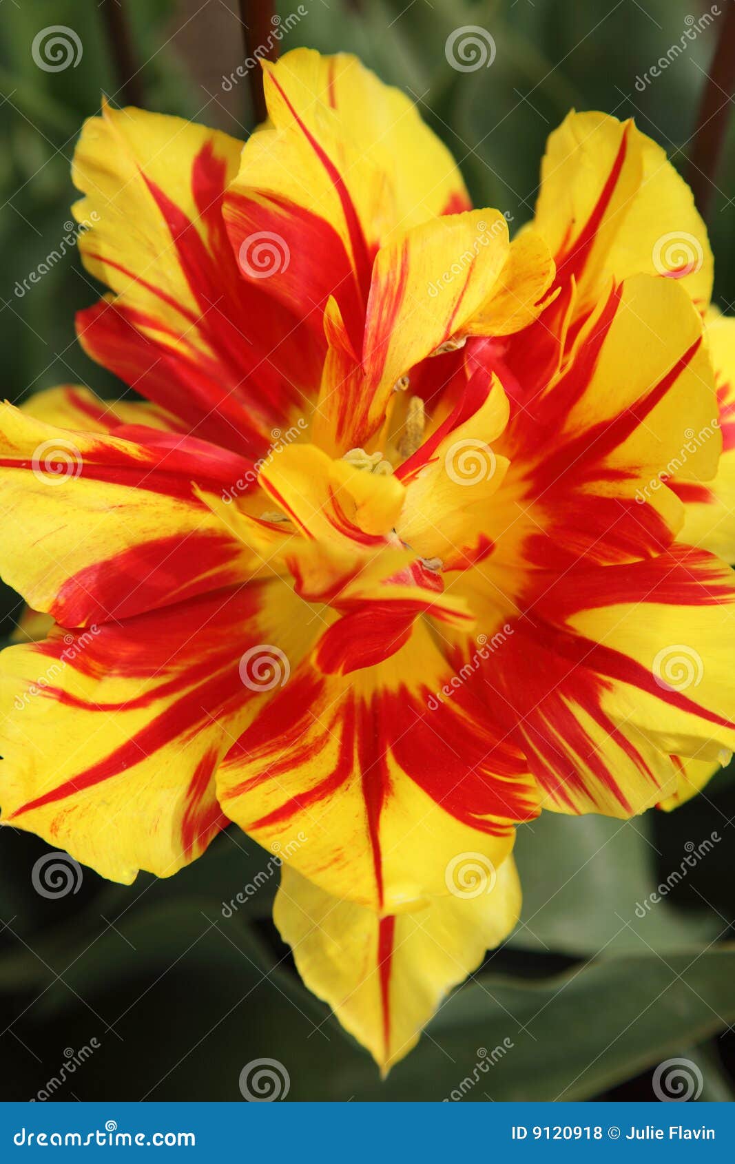 One tulip flower stock photo. Image of conceptual, rural - 9120918